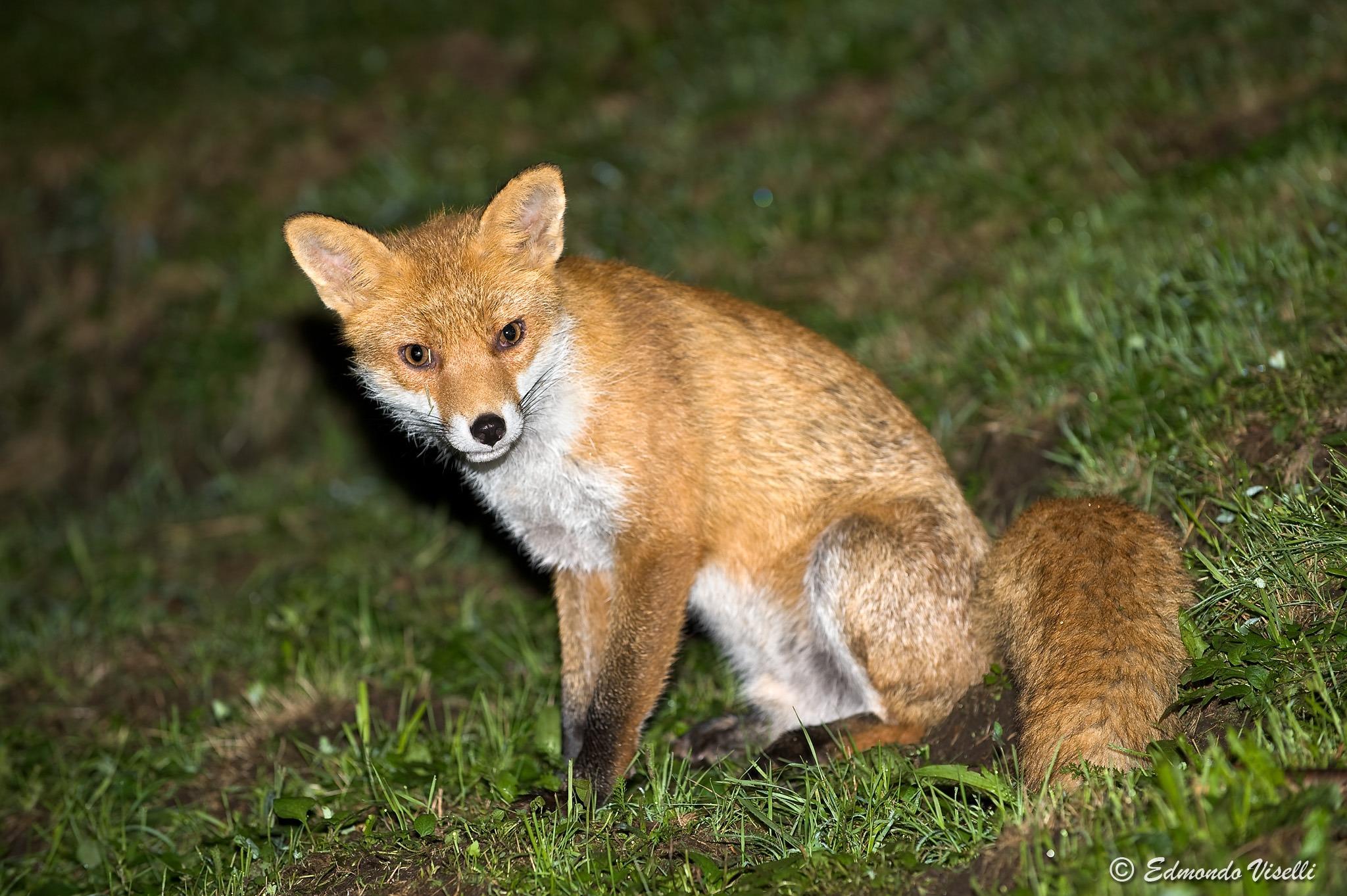Vulpes vulpes (volpe rossa)